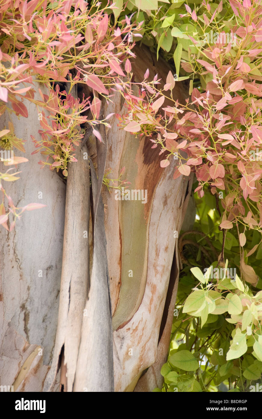 a pastel shades tree Stock Photo - Alamy