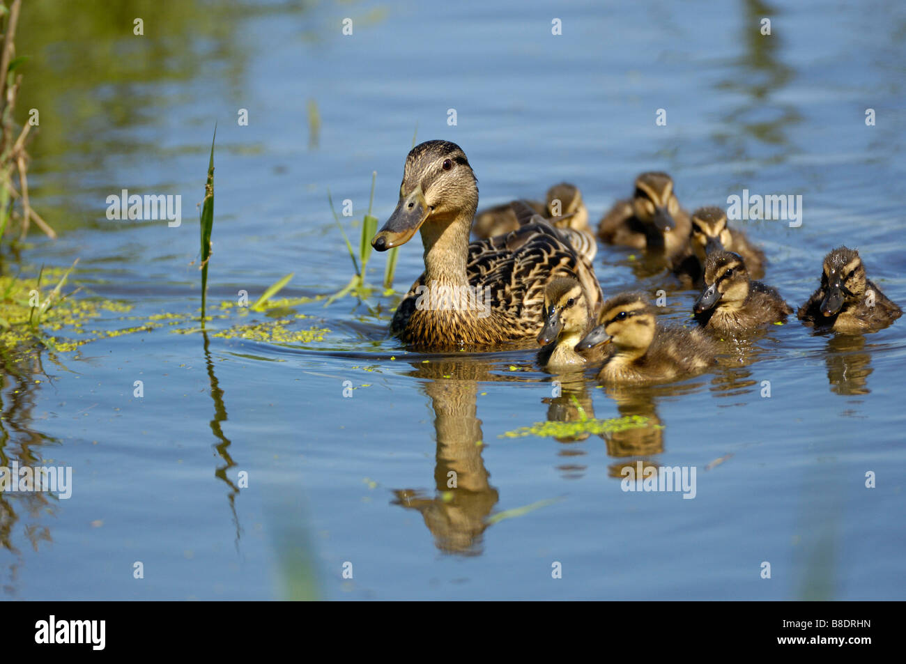 Juvenile mallards anas platyrhynchos hi-res stock photography and ...