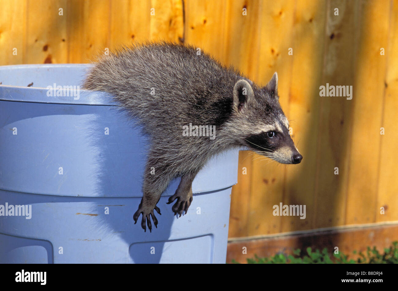 Raccoon garbage can hi-res stock photography and images - Alamy