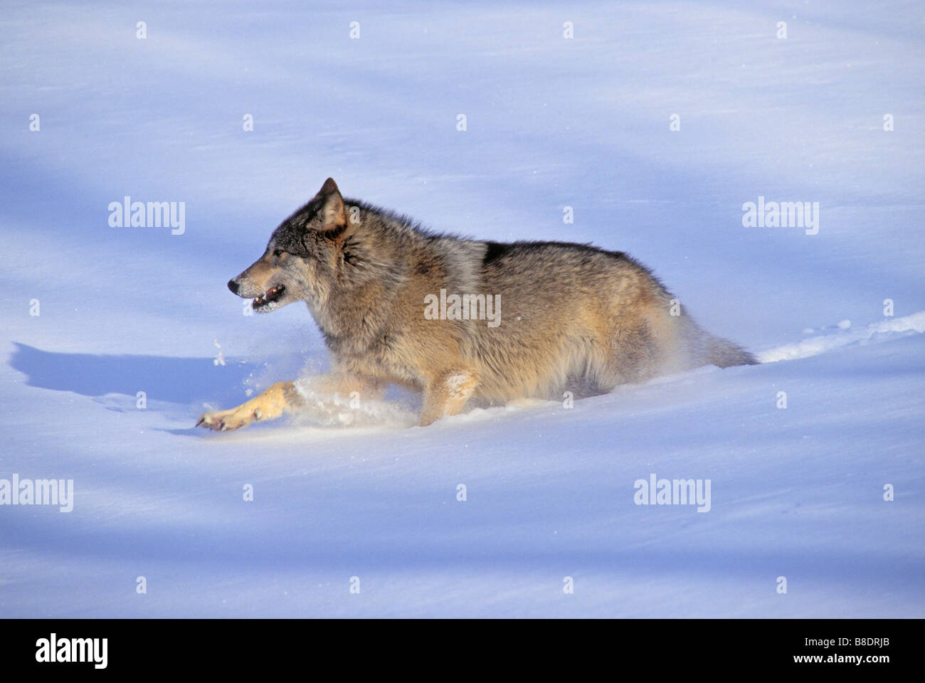 Wolf running through winter hi-res stock photography and images - Alamy