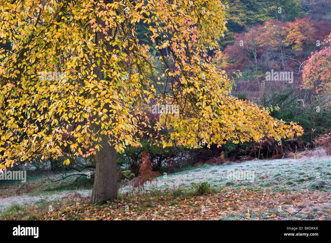 Early fall colour hi-res stock photography and images - Alamy