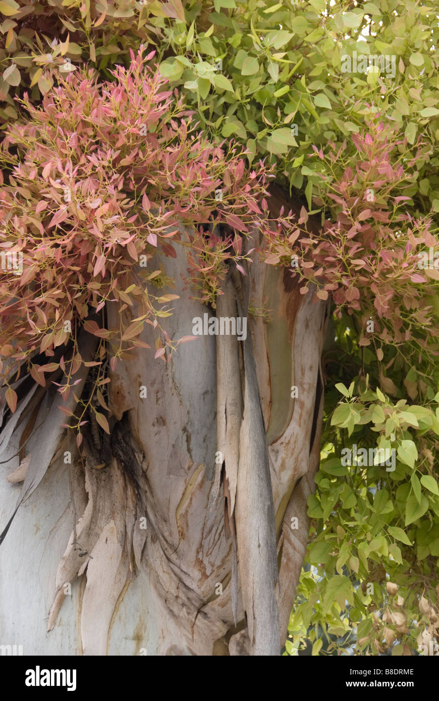 Different shades of rose hi-res stock photography and images - Alamy