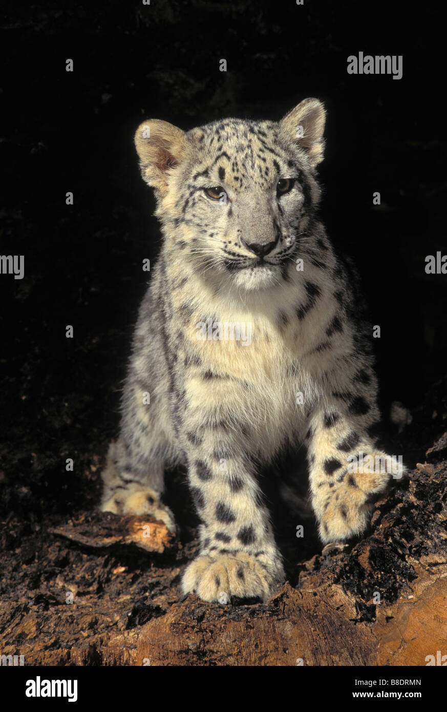 Young Snow Leopard. Central Asia, from Northwest China to Tibet Stock ...