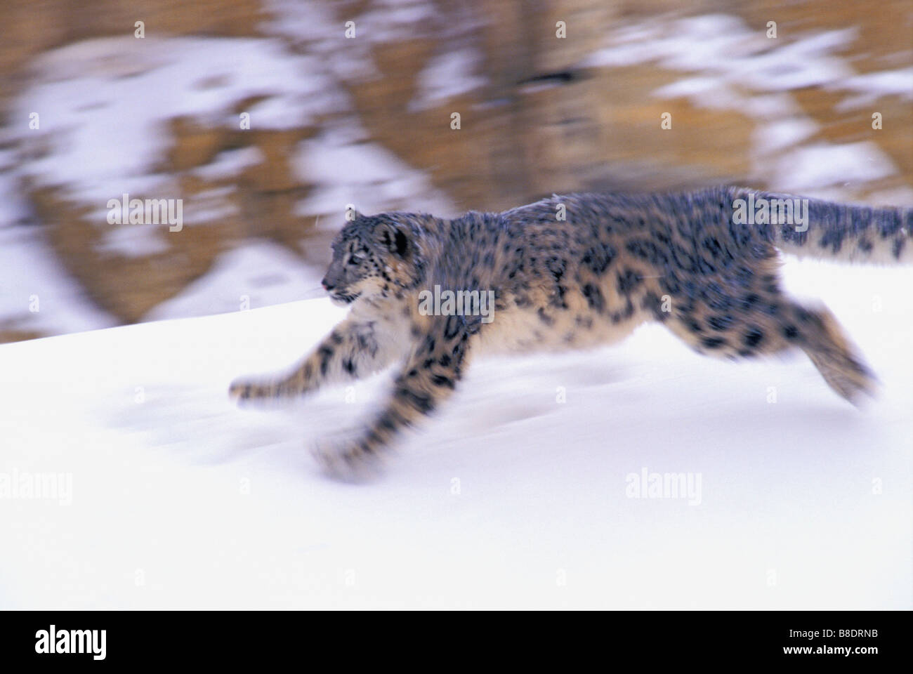 Snow leopard jumping hi-res stock photography and images - Alamy