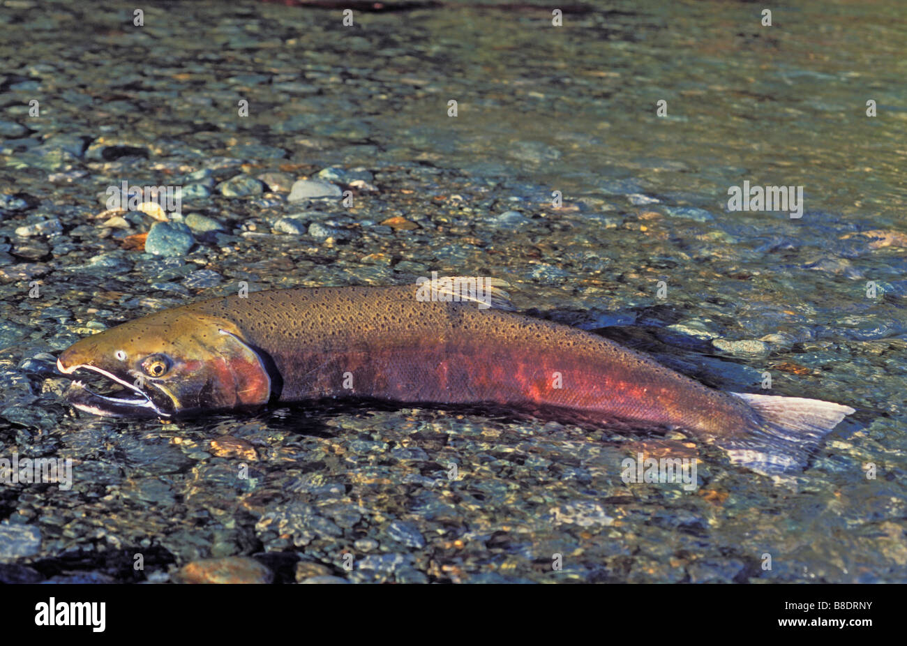 Migration and spawning grounds hi-res stock photography and images - Alamy