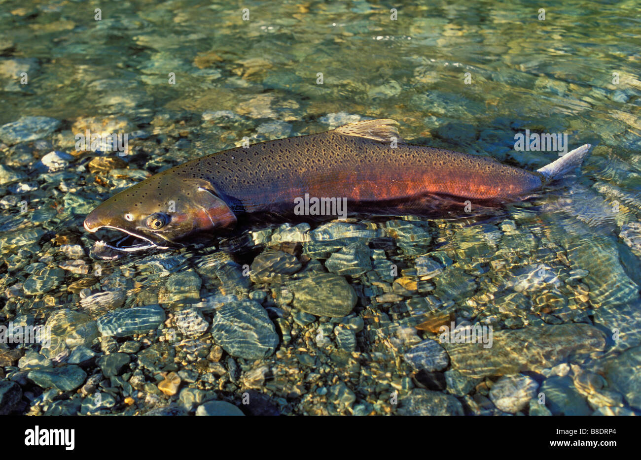 Migration and spawning grounds hi-res stock photography and images - Alamy