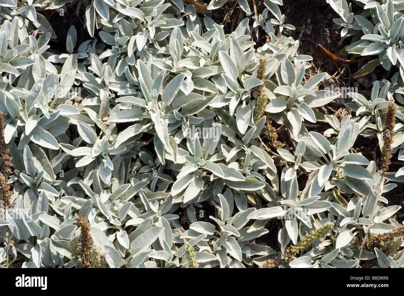 Veronica spicata incana hi-res stock photography and images - Alamy