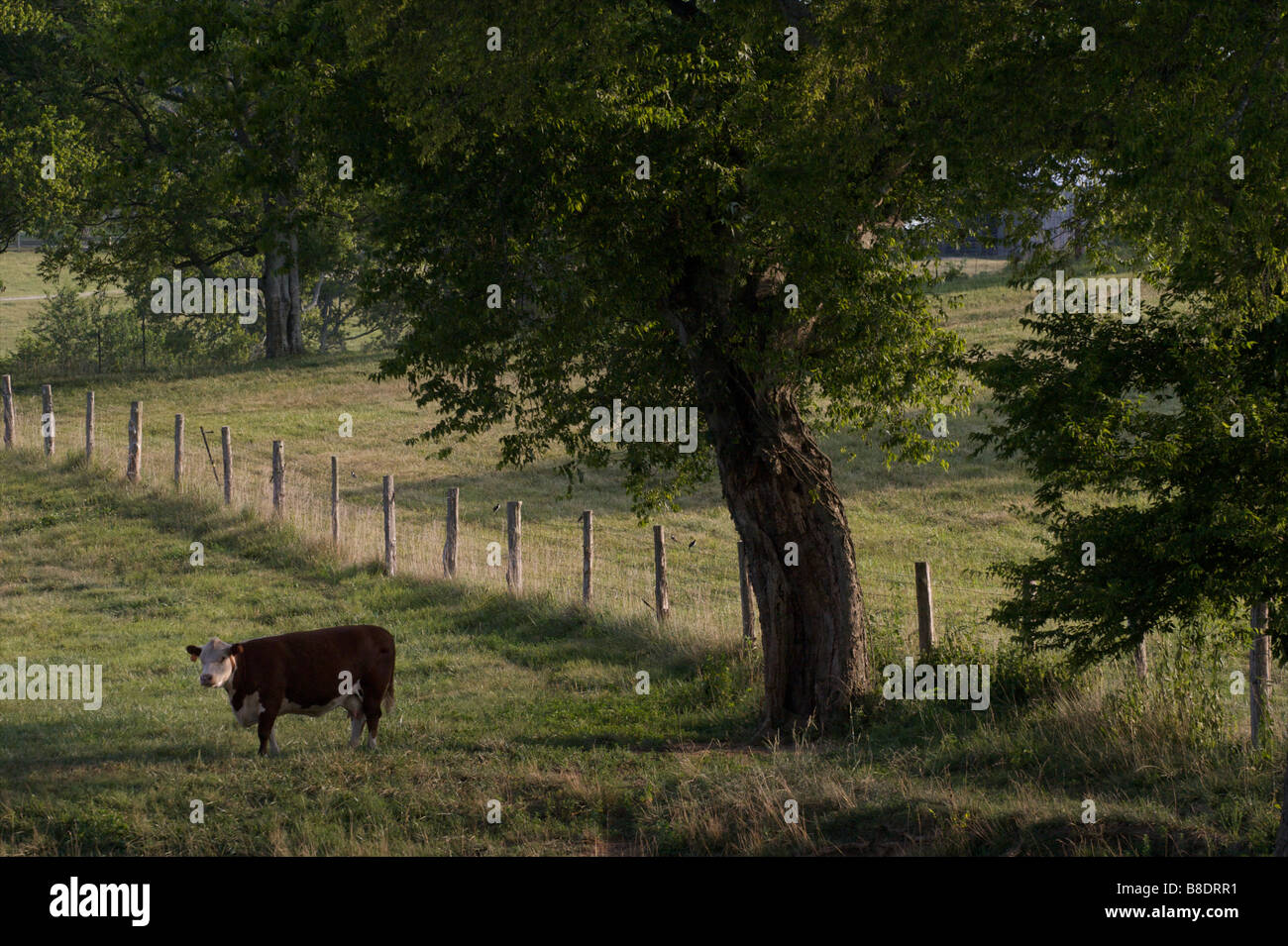 polled hereford brown cow on farm Stock Photo - Alamy