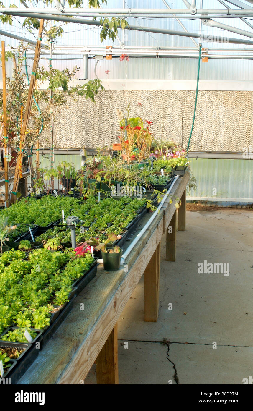 The inside of a green house Stock Photo - Alamy