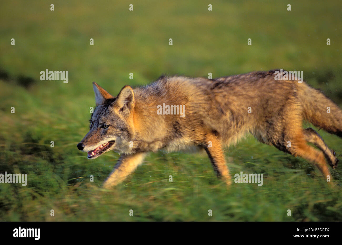 Minnesota coyote hi-res stock photography and images - Alamy