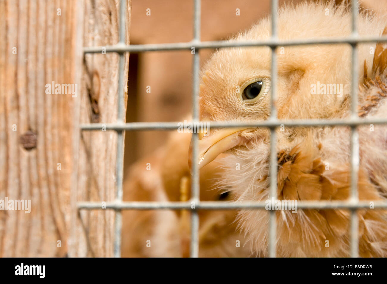 sad baby chicken in a cage Stock Photo - Alamy