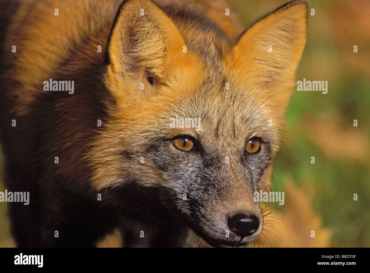 Cross phase red fox hi-res stock photography and images - Alamy