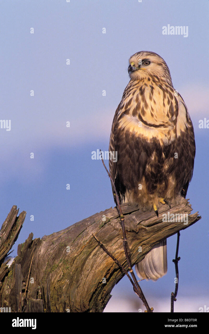 tk0561, Thomas Kitchin; Rough-Legged Hawk in winter, Fraser Estuary ...