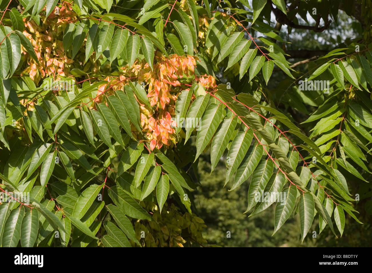 tree of heaven, Ailanthus Altissima Swingle Stock Photo - Alamy