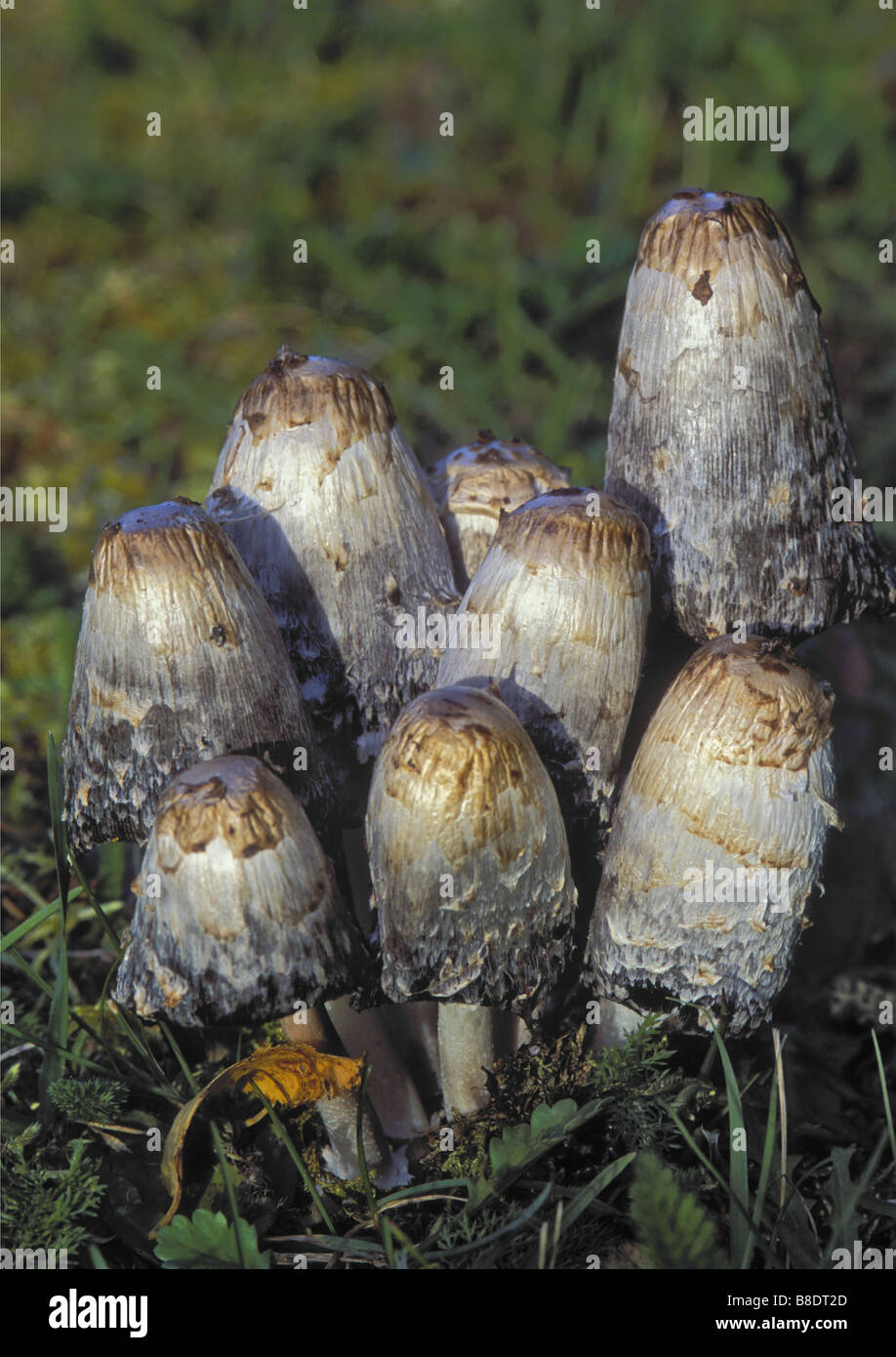 Toadstool fungi in fall, Berry Hill, Gros Morne National Park ...