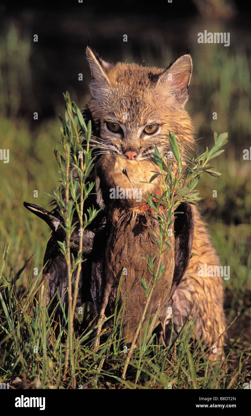 tk0573, Thomas Kitchin; Bobcat with pintail duck, Rocky Mountains ...