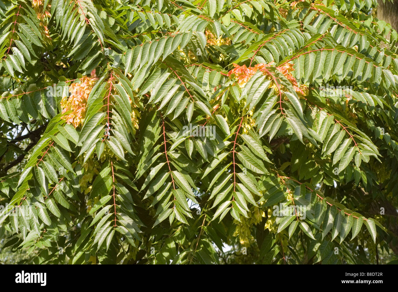 tree of heaven, Ailanthus Altissima Swingle Stock Photo - Alamy