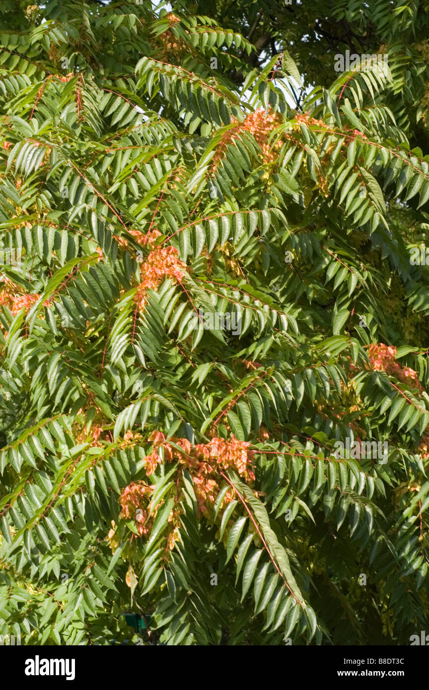 Tree of heaven hi-res stock photography and images - Alamy