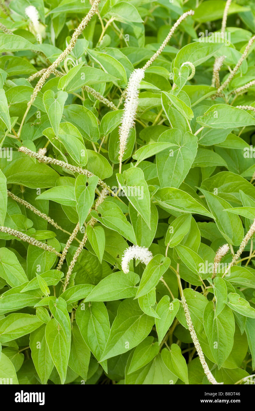 White flower of lizard's tail , Saururaceae, Saururus cernuus, North ...
