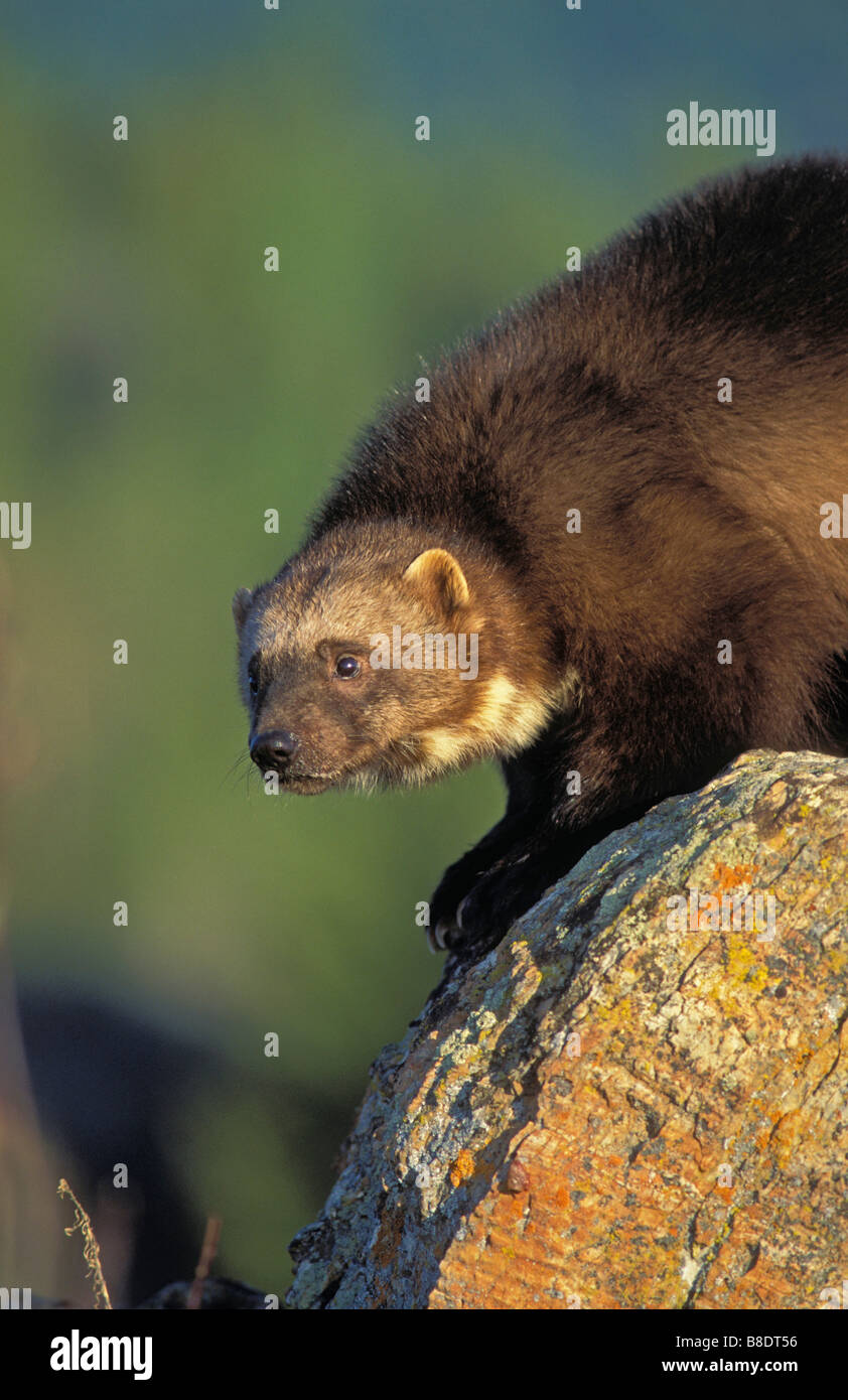 Wolverine wolverine hi-res stock photography and images - Alamy