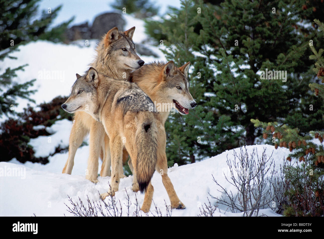 Wolves playing in snow hi-res stock photography and images - Alamy