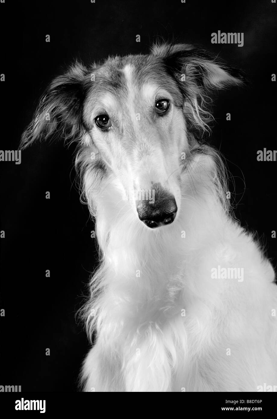 Russian greyhound hi-res stock photography and images - Alamy