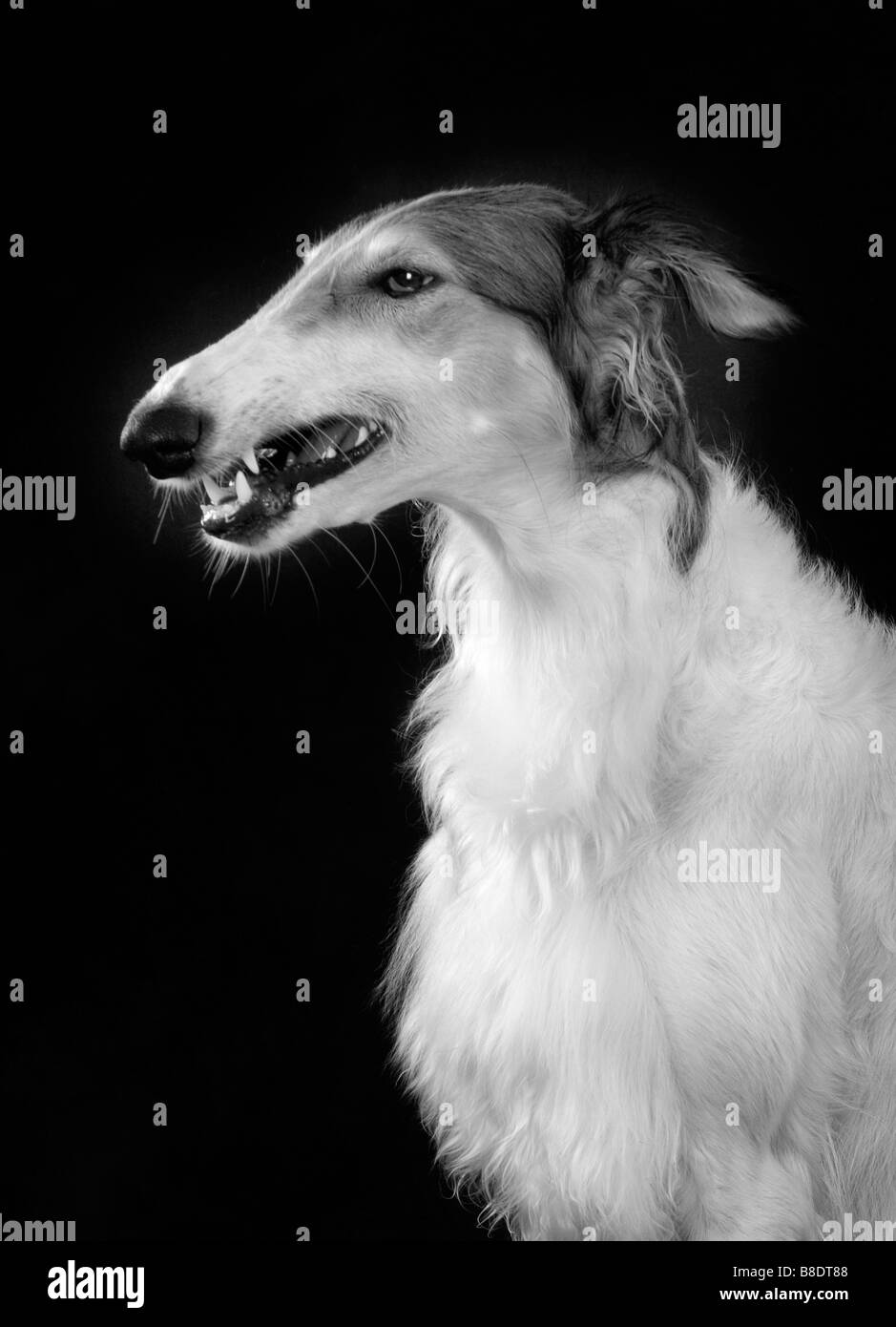 Greyhound Russian Borzoi Stock Photos & Greyhound Russian Borzoi Stock ...