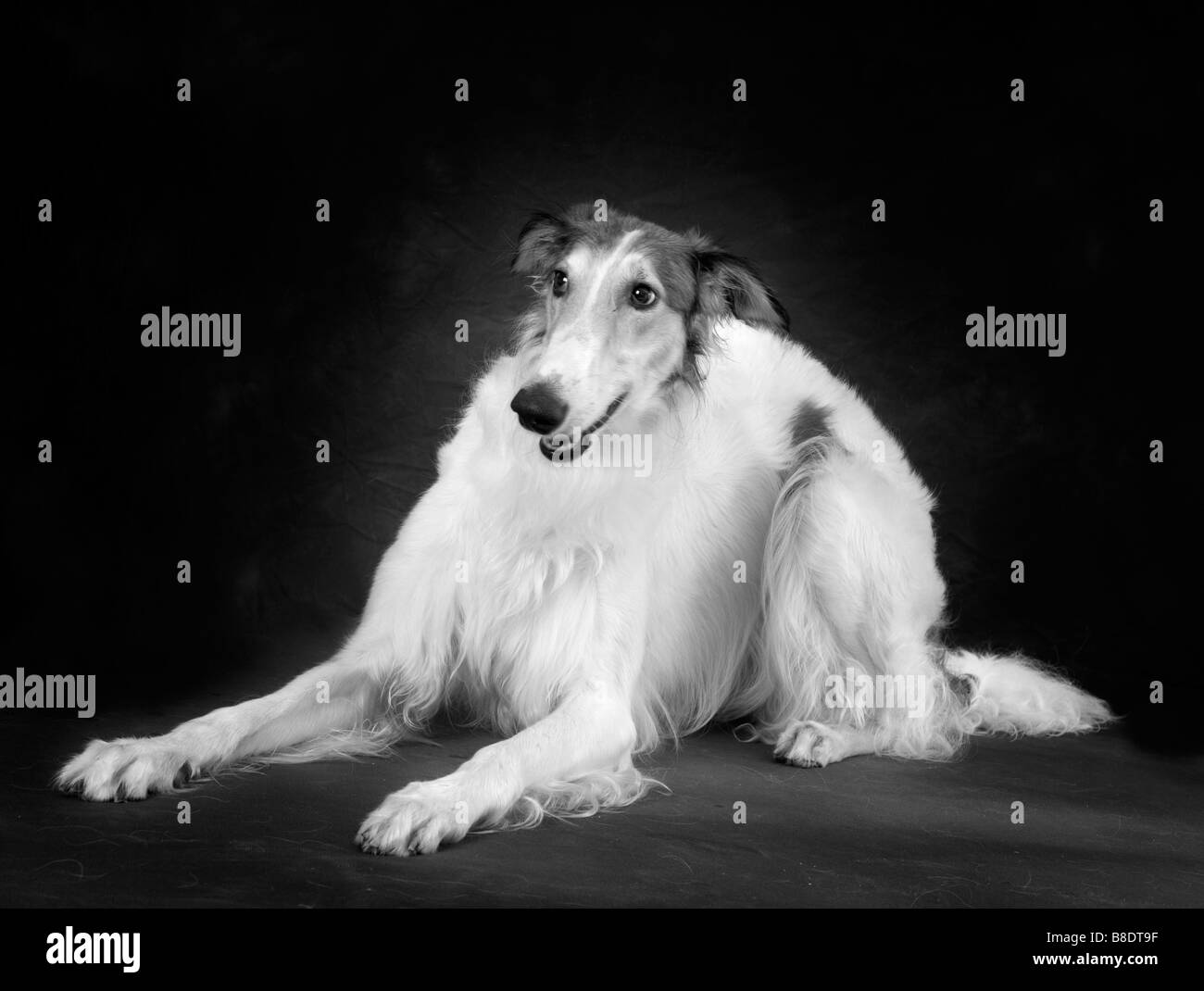 Russian greyhound hi-res stock photography and images - Alamy