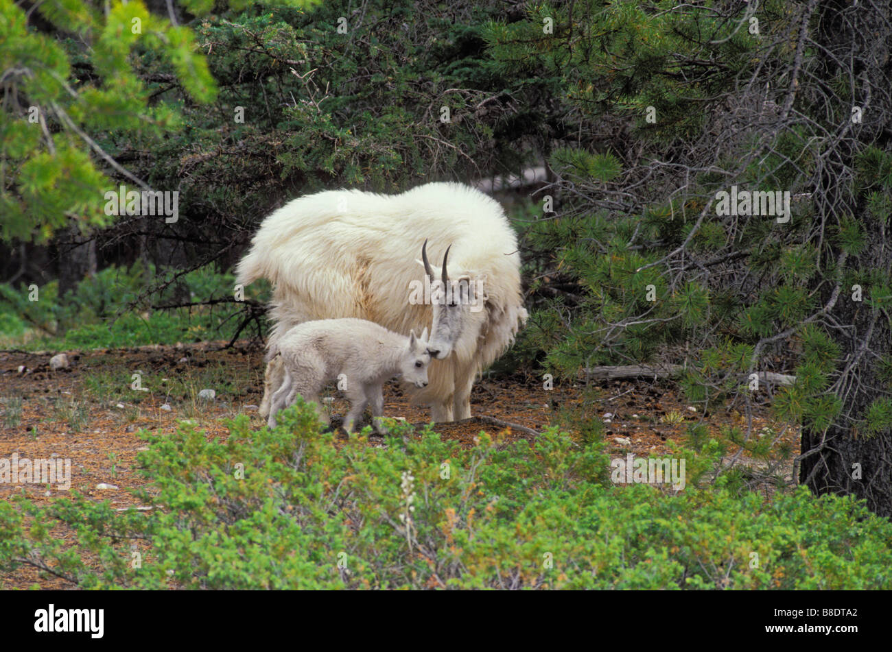 Goat Position High Resolution Stock Photography and Images - Alamy