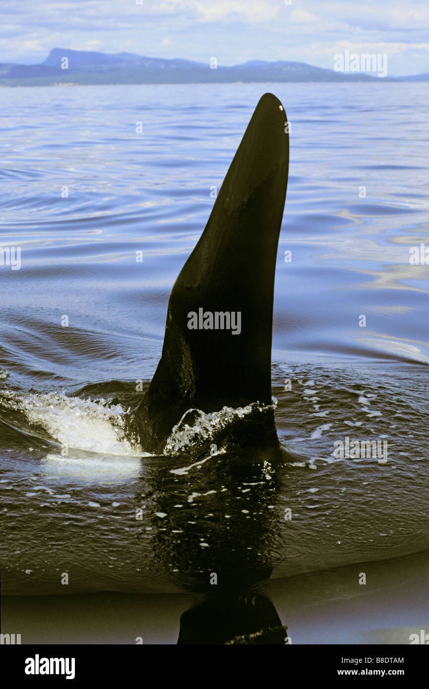 Close up of orca dorsal fin hi-res stock photography and images - Alamy