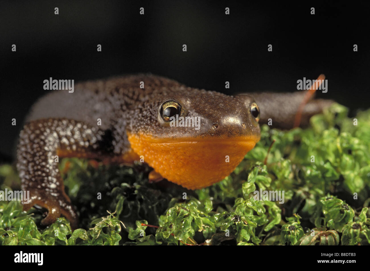 Rough skinned newt hi-res stock photography and images - Alamy