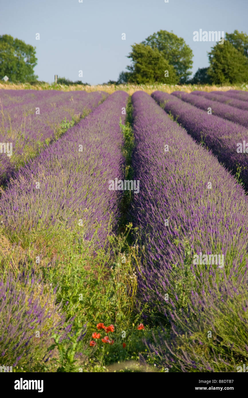 Fields of lavender growing in the Cotswolds, in England Stock Photo - Alamy