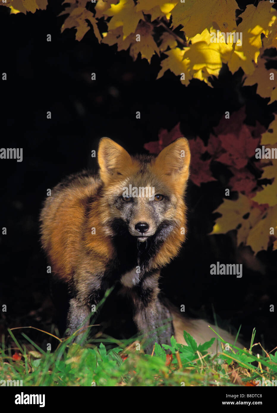 Cross colour phase hi-res stock photography and images - Alamy