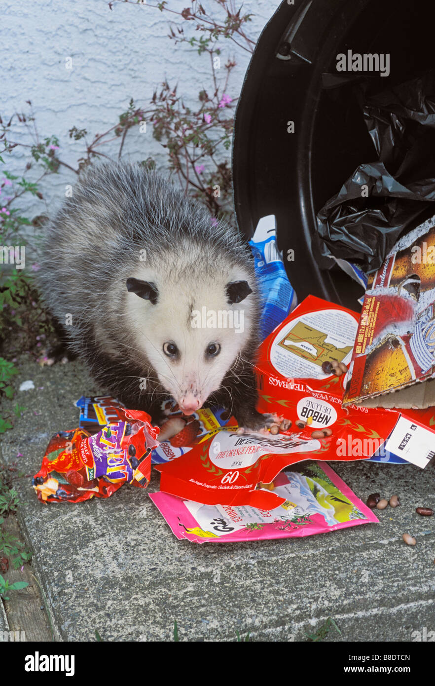 tk0649, Thomas Kitchin; Opossum raiding home garbage Summer urban ...
