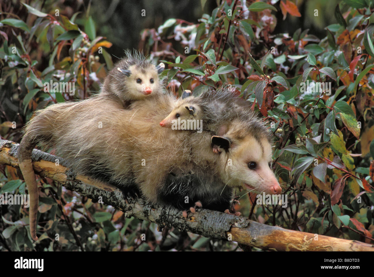 Opossum with young hi-res stock photography and images - Alamy
