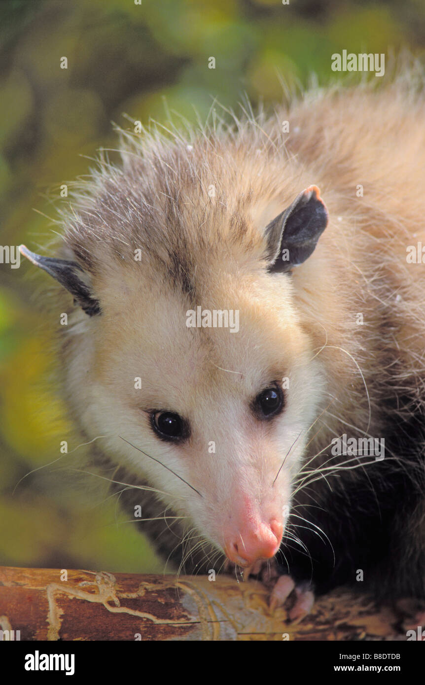Opossum america hi-res stock photography and images - Alamy