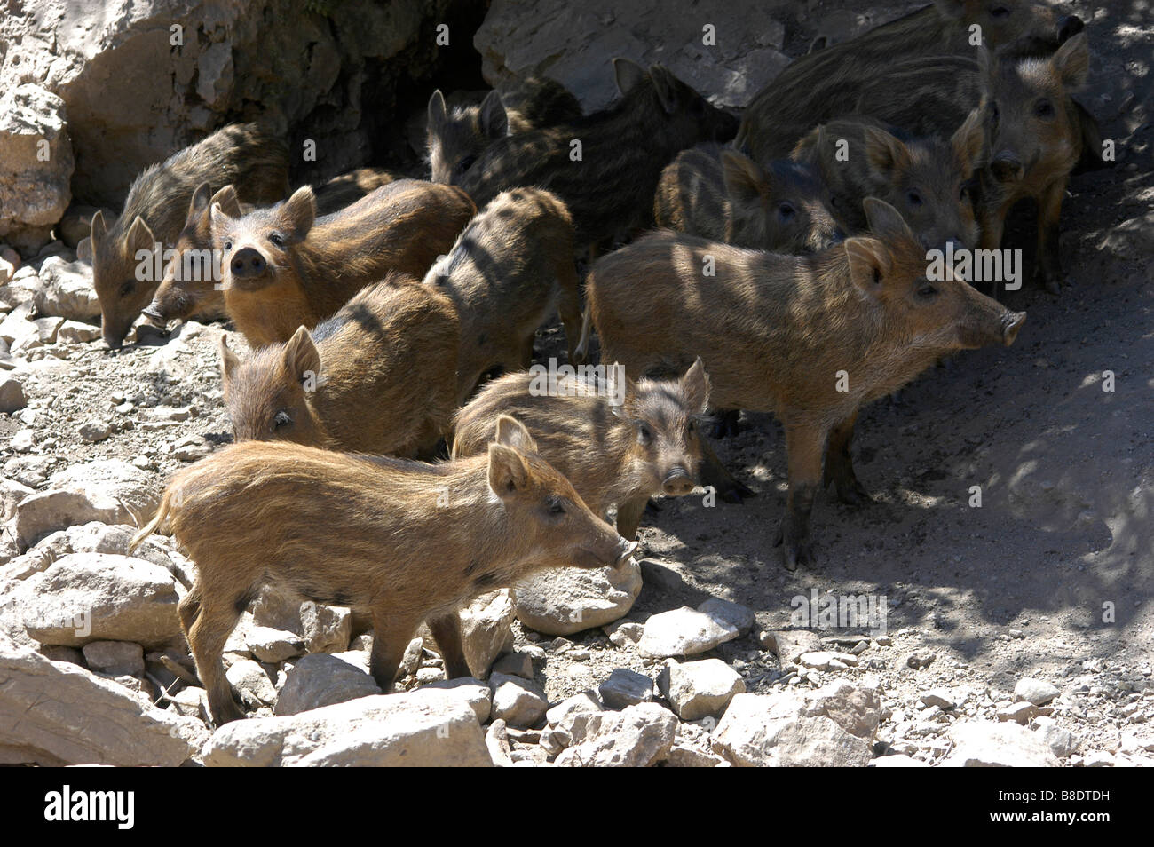Boar piglets hi-res stock photography and images - Alamy