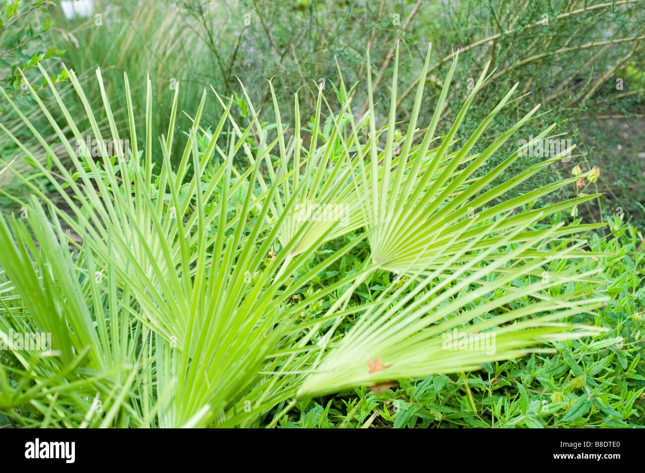Crin vegetal hi-res stock photography and images - Alamy