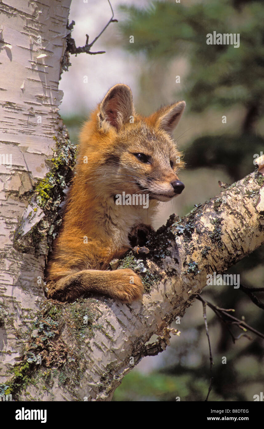 tk0674, Thomas Kitchin; Gray Fox climbing tree Stock Photo - Alamy