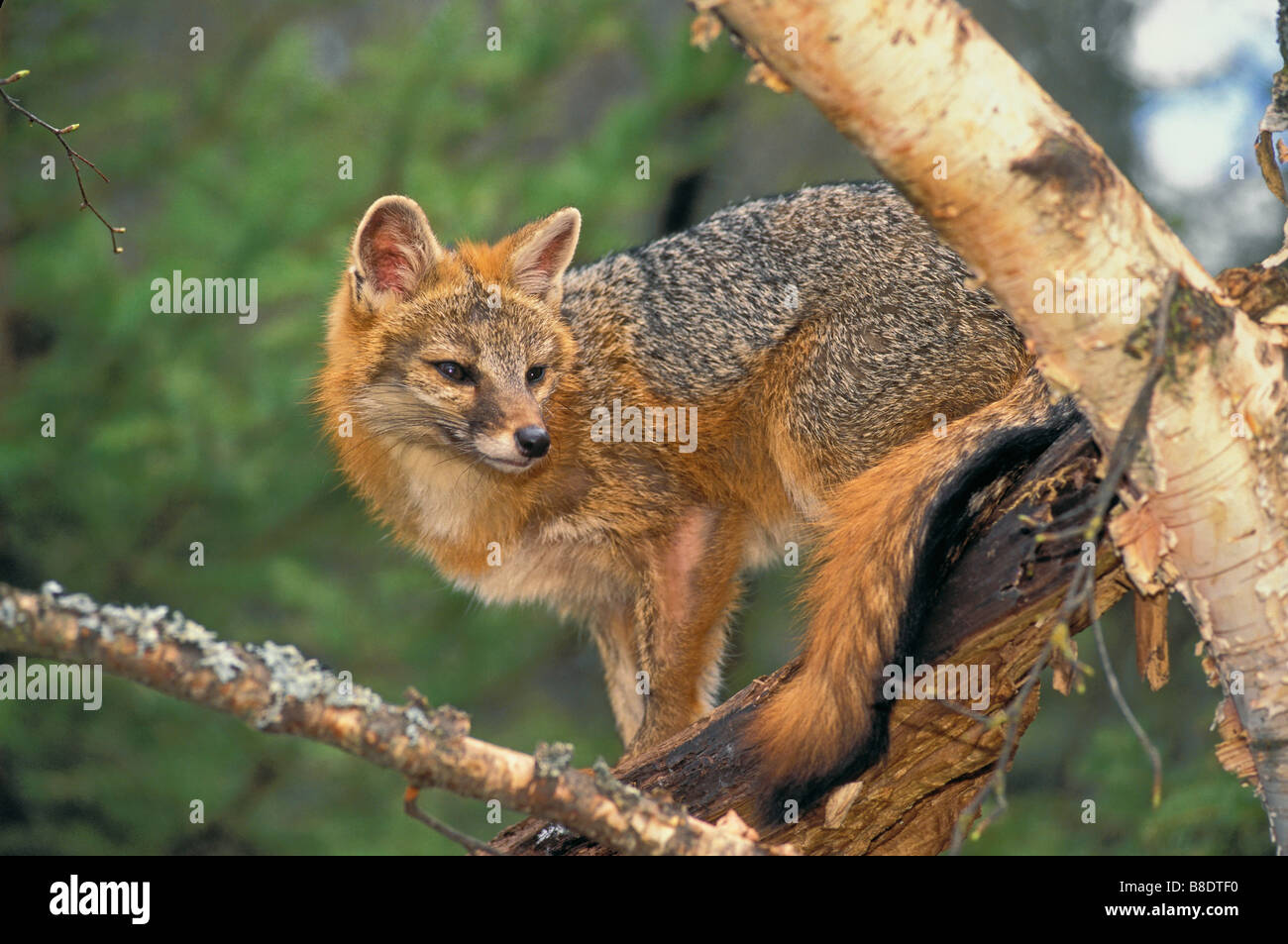 tk0677, Thomas Kitchin; Gray Fox in tree, North America Stock Photo - Alamy