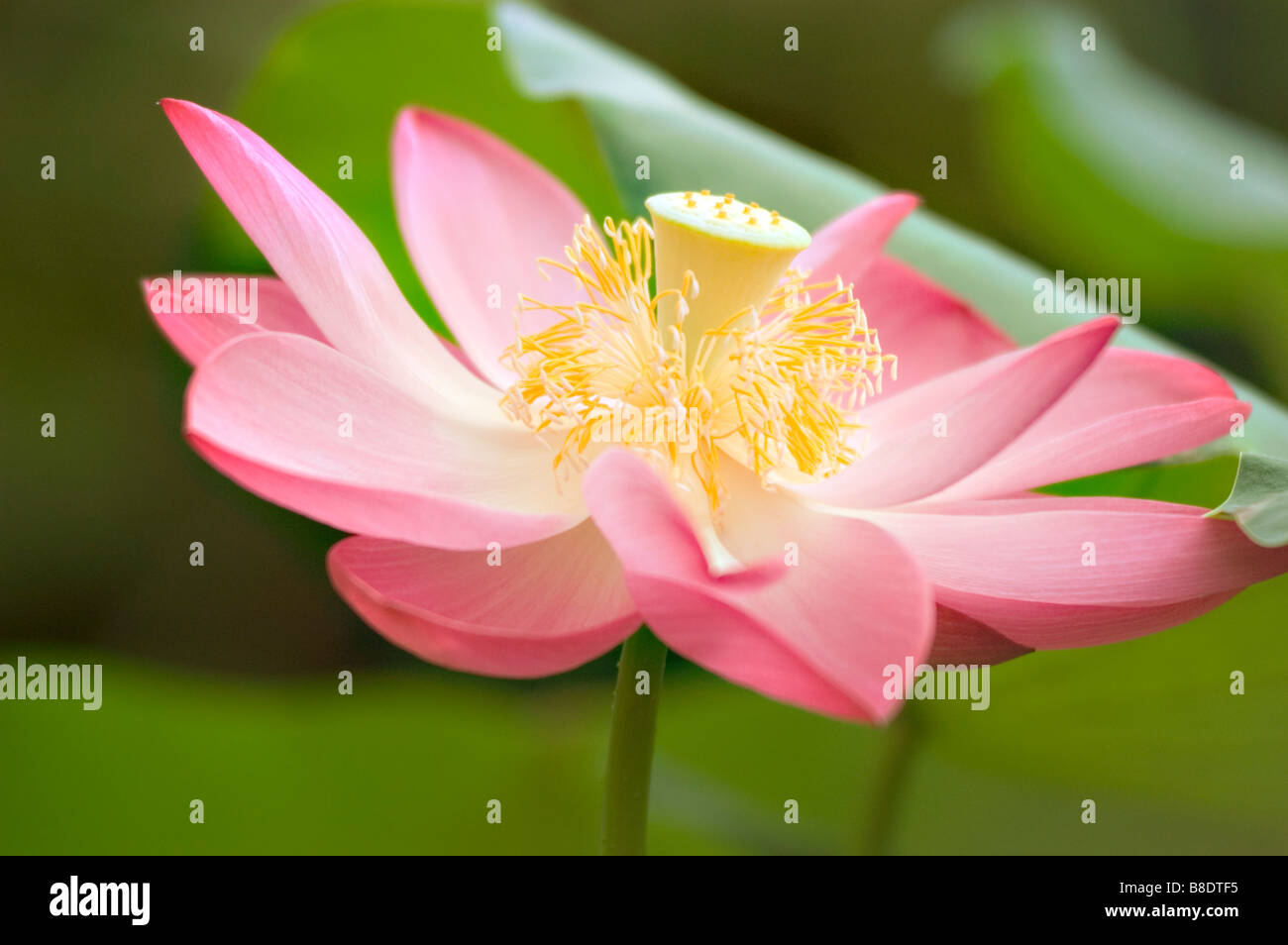 Nelumbium speciosum hi-res stock photography and images - Alamy