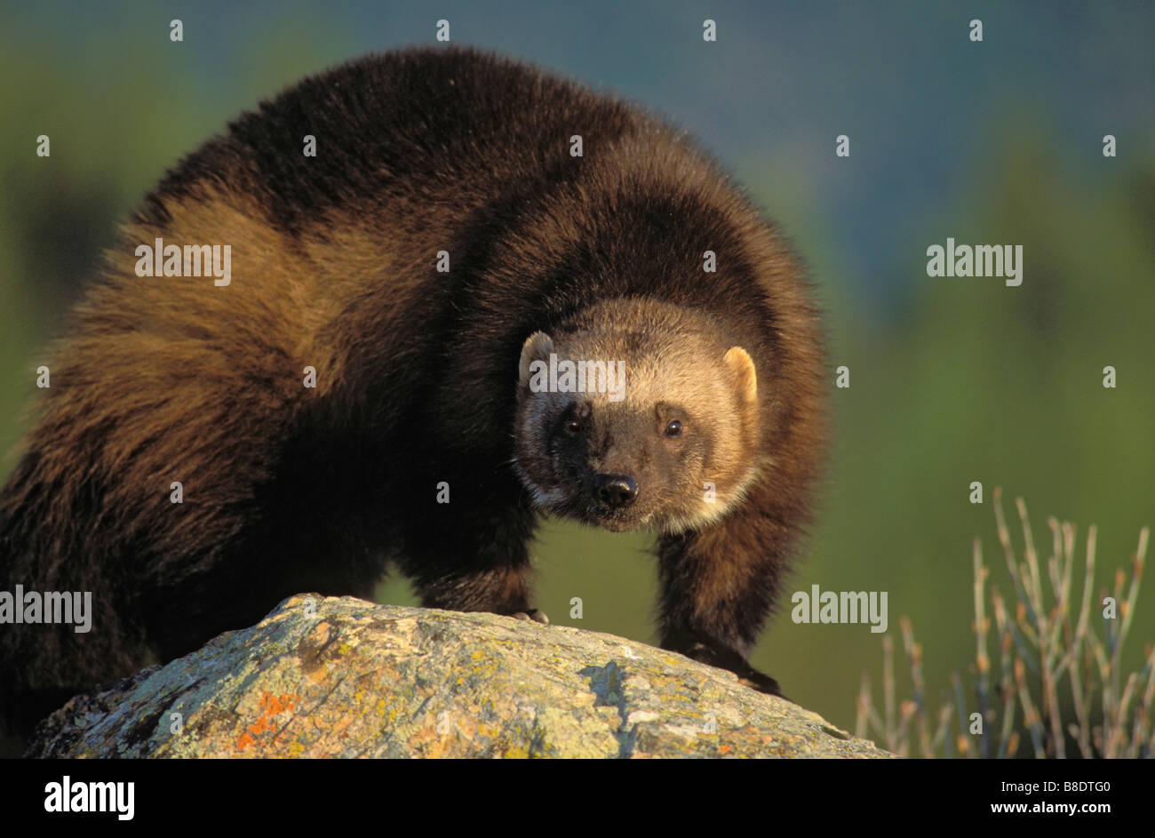 tk0684, Thomas Kitchin; Wolverine in Autumn, Rocky Mountains Stock ...