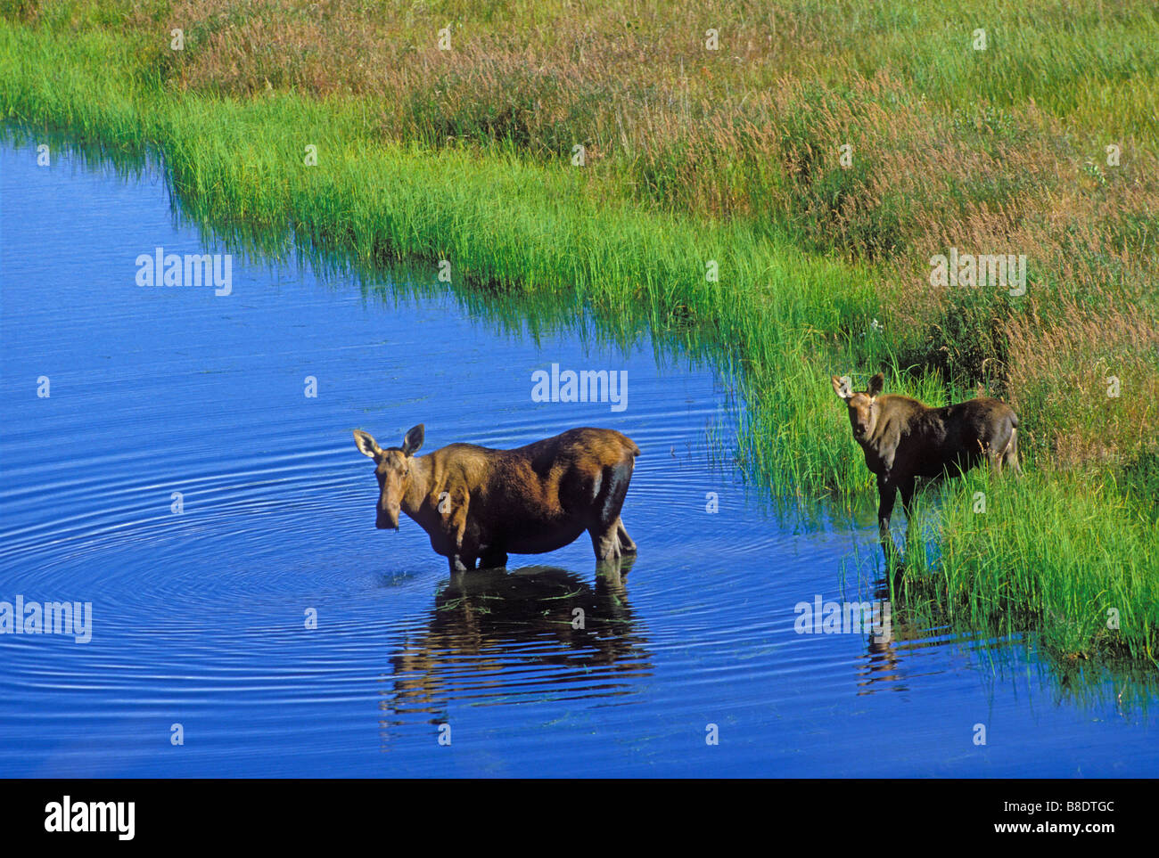 tk0686, Thomas Kitchin; Moose cow and calf, Summer, Alaska Stock Photo ...