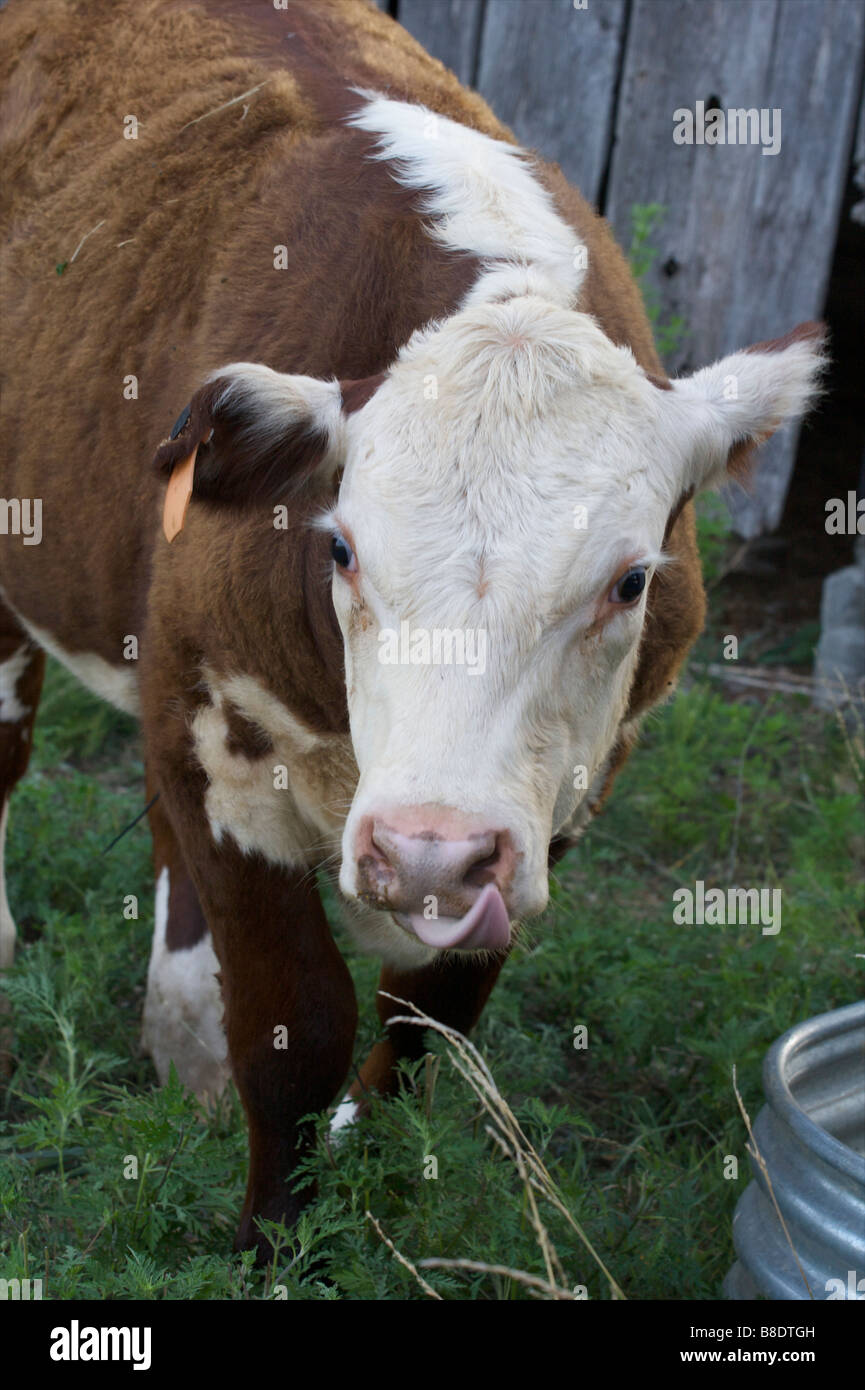 polled hereford brown cow on farm Stock Photo - Alamy