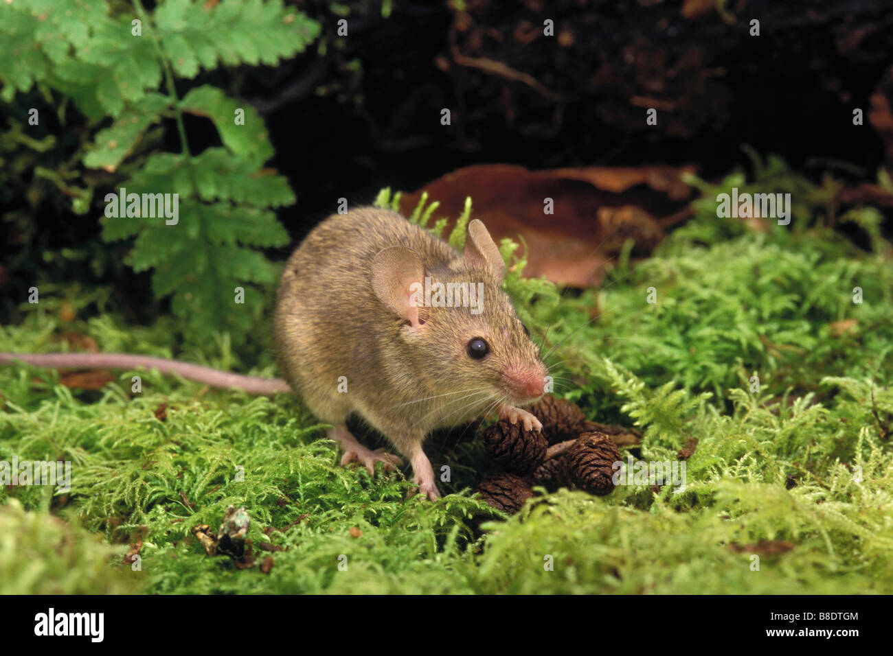 British rodent hi-res stock photography and images - Alamy