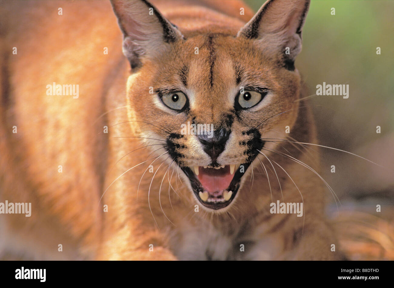 Africarabimiddle hi-res stock photography and images - Alamy