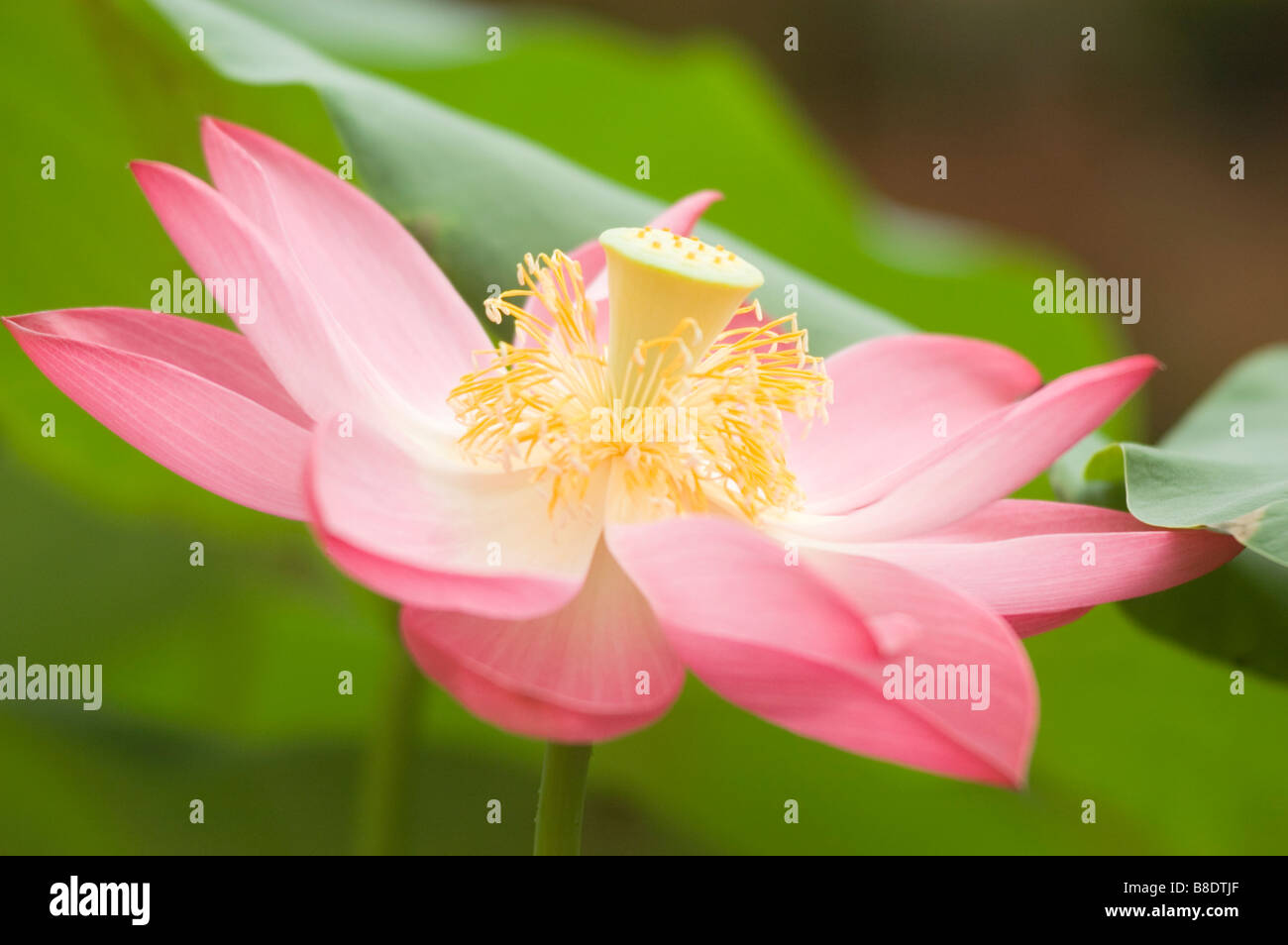 Pink yellow flower of Nelumbo nucifera, Indian lotus, sacred lotus ...