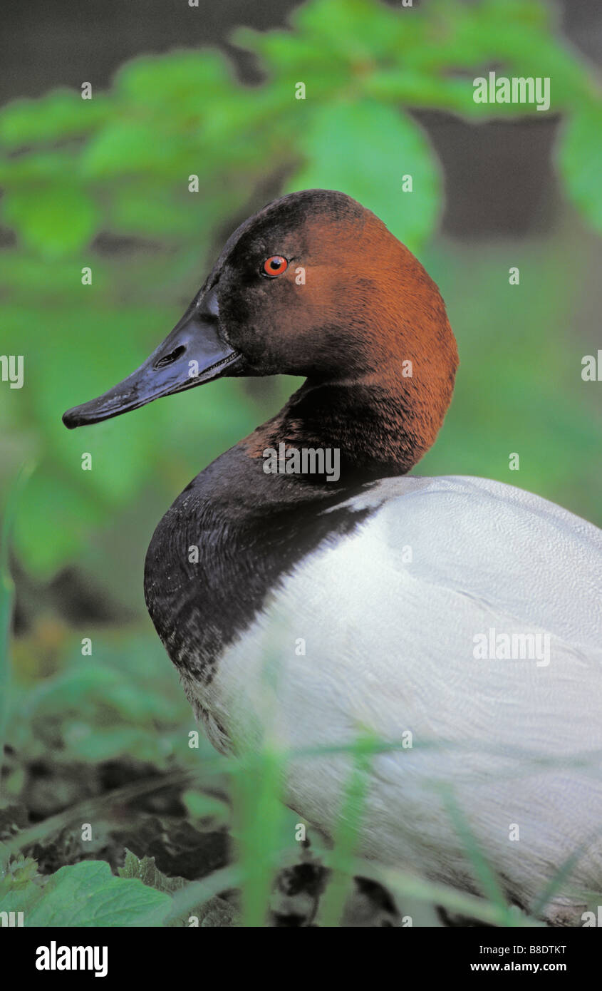 Washington wild birds hi-res stock photography and images - Alamy