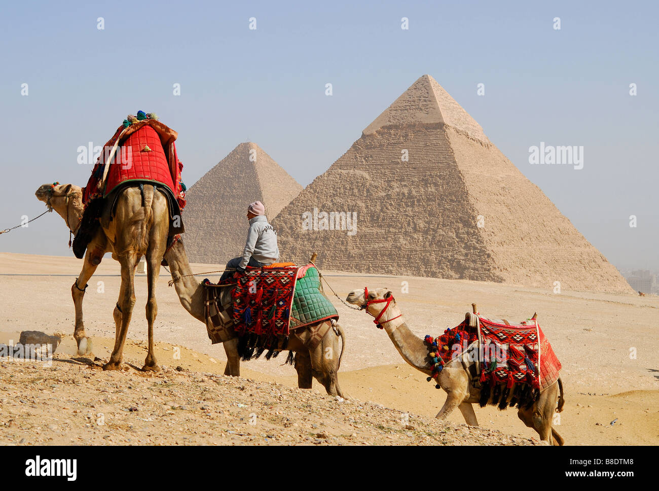 3 pyramids and camels hi-res stock photography and images - Alamy