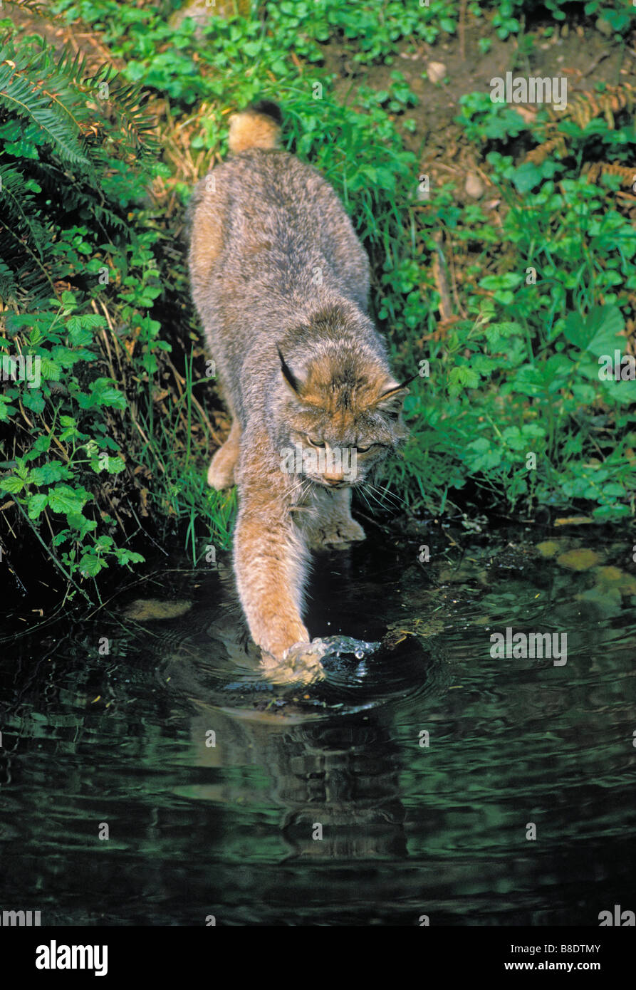 Felis Canadensis High Resolution Stock Photography and Images - Alamy